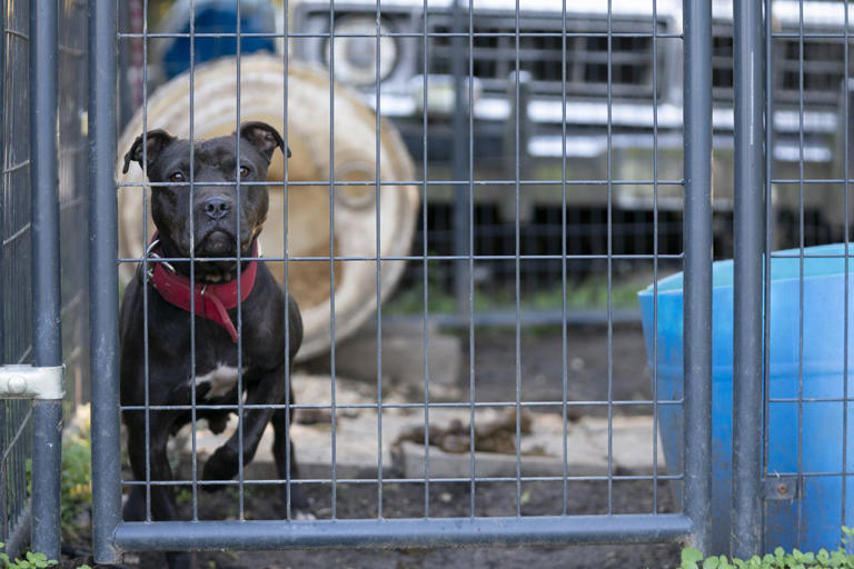 Over 45 Dogs Left Scared, Alone, and Chained in the Woods Rescued from ...