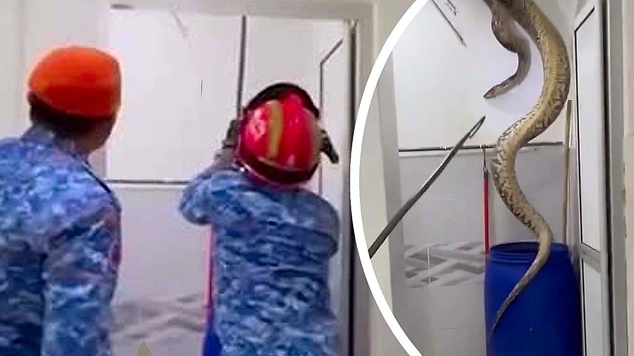 Python crashes through family's bathroom ceiling