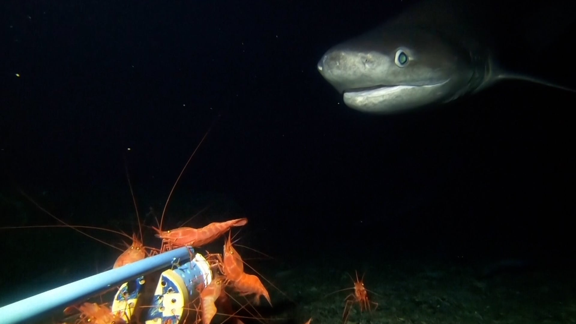 Good News: Scientists Find Sharks, Reefs Are Hanging Tough
