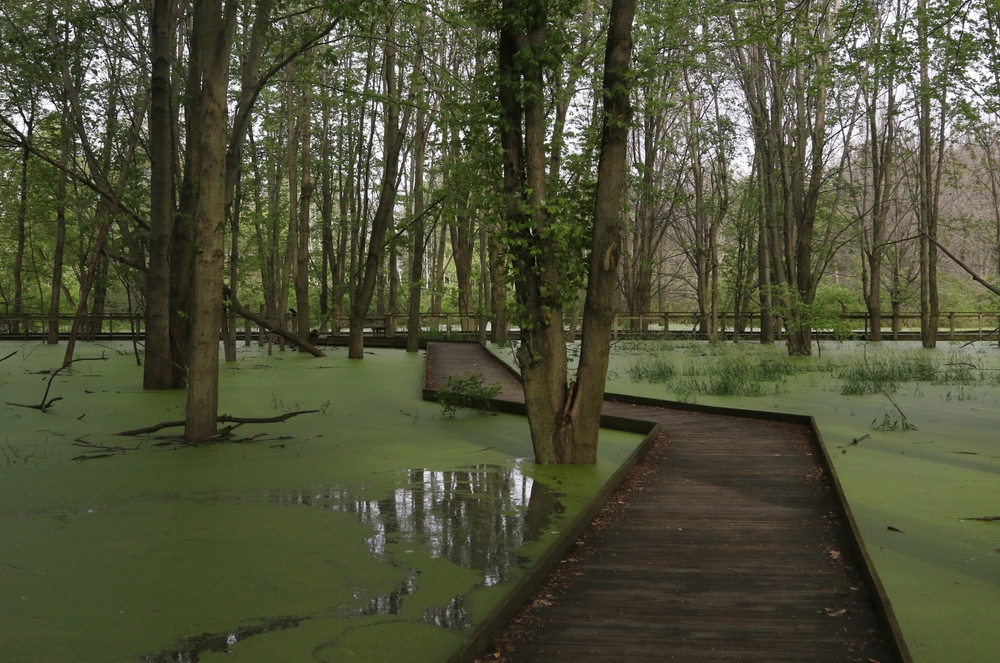 This gorgeous Ohio state park used to be a terrifying black swamp from ...