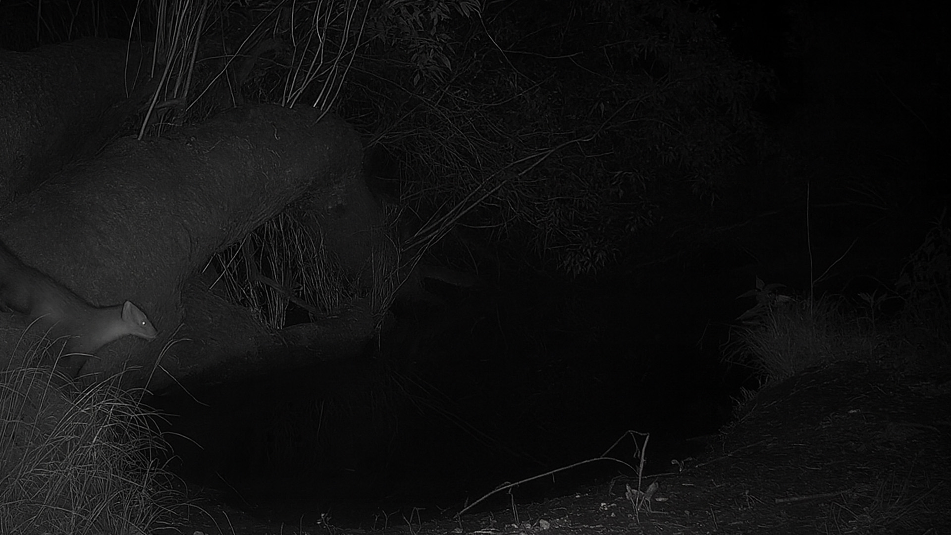 Left Alone: Trail Camera Captures Hidden Wildlife