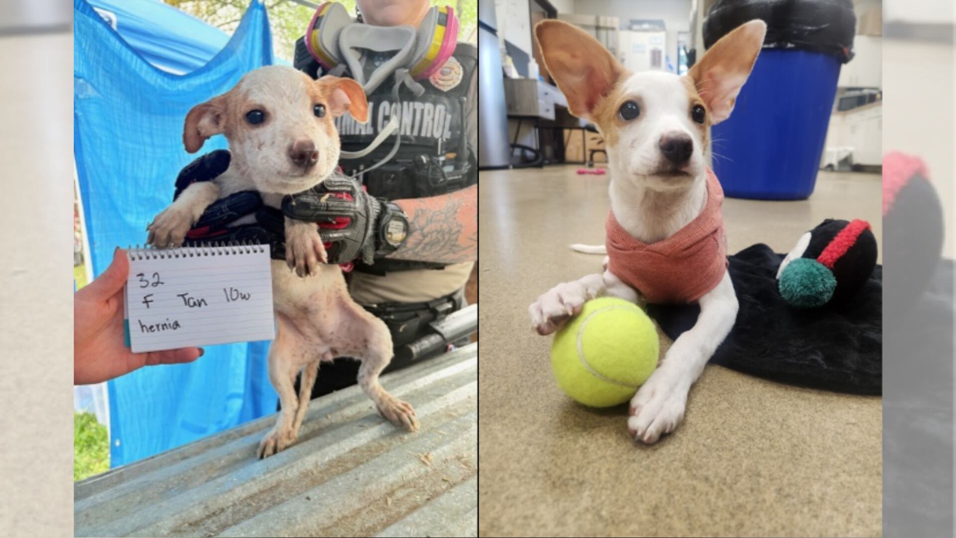 Dozens of dogs find loving homes after multi-shelter rescue in Kansas