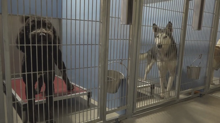 Three-Day Fetch: Jacksonville weighs stray dilemma proposal to cut ...