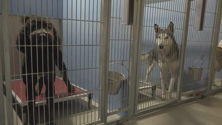 Jacksonville leaders reduce animal stray hold period from 6 to 5 days