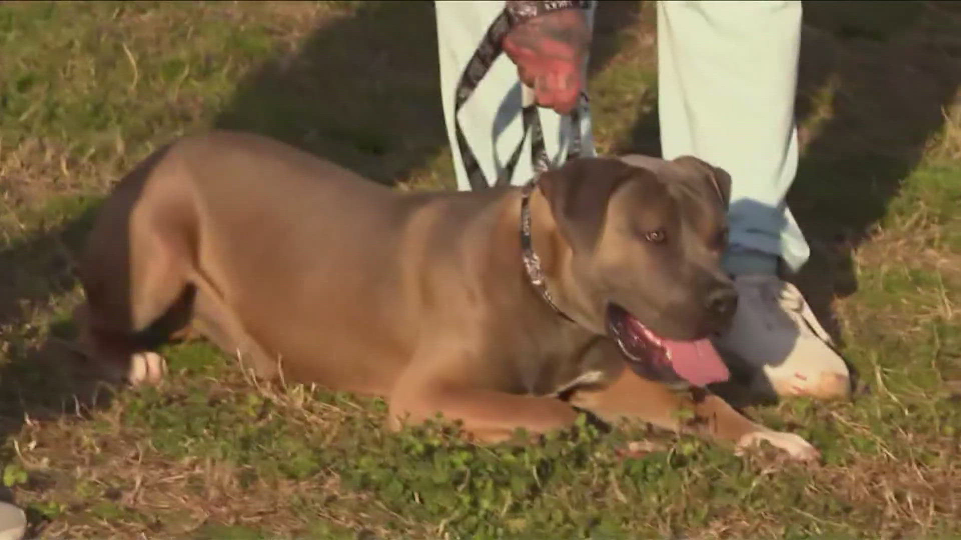 Pit bull ban lifted in Prince George's County after 27 years