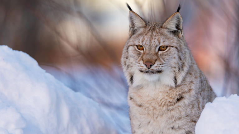Fascinating Facts About The Lynx