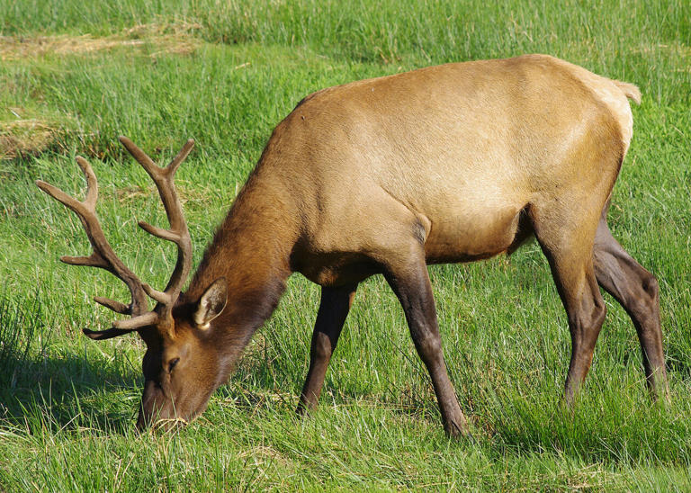 Almost half of Oregon elk population carries advantageous genetic ...