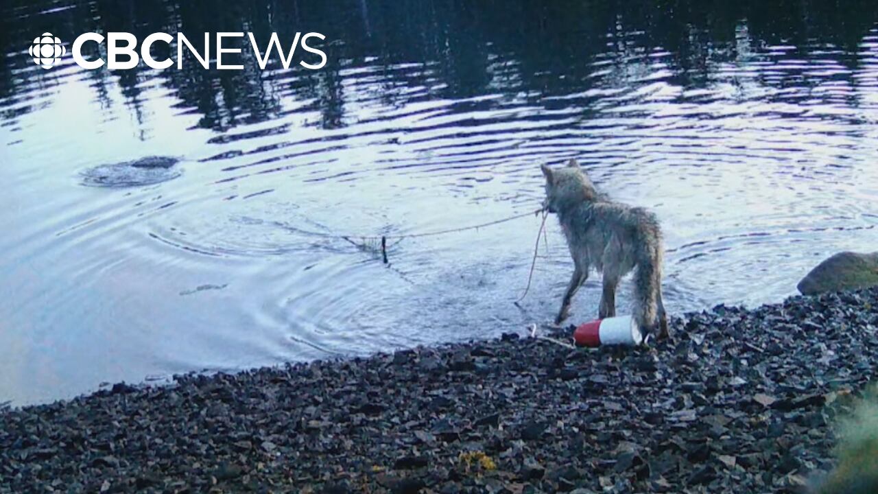 Researchers' 'jaws dropped' as they witness wolves pull crab trap lines