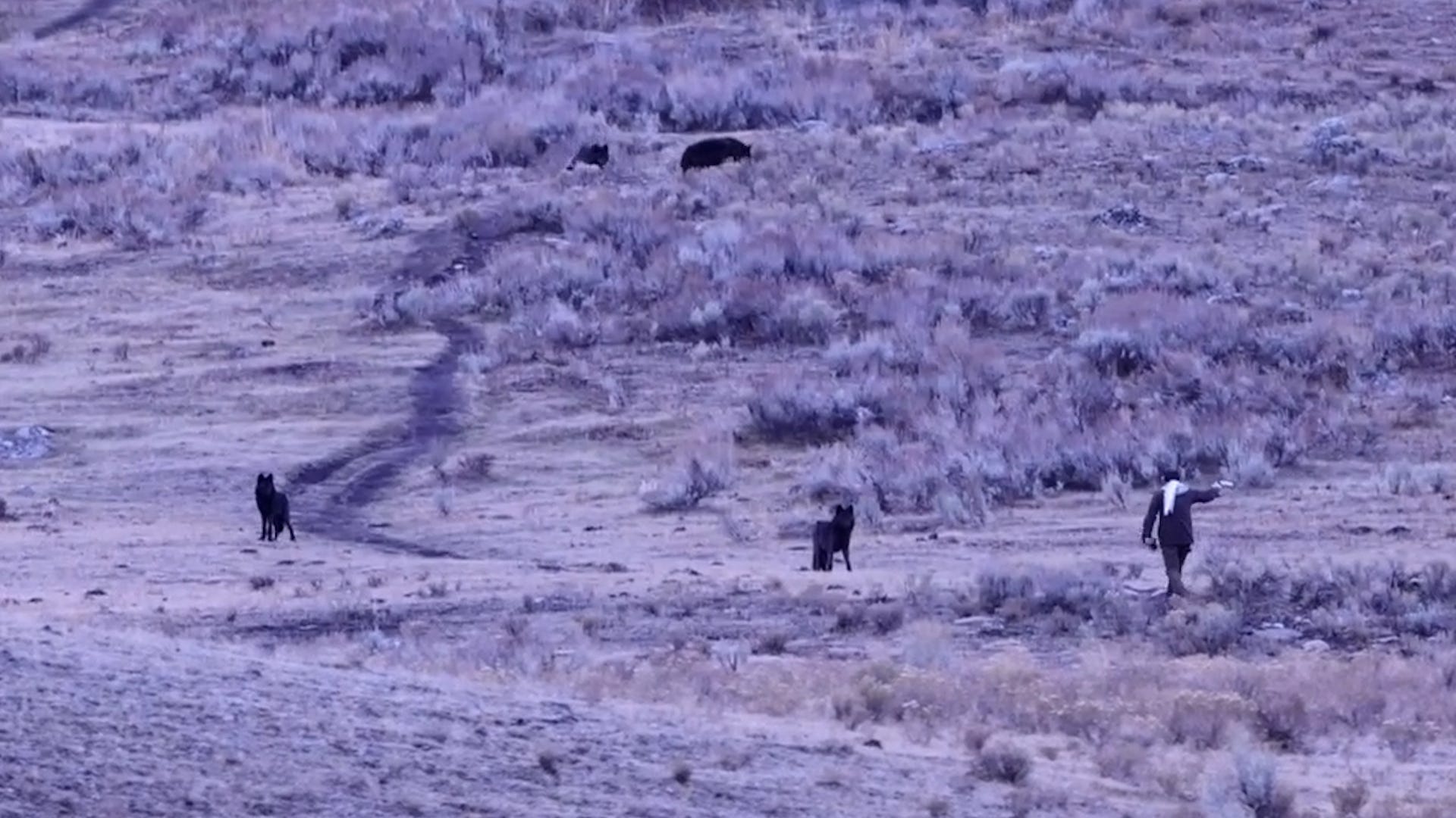'What an idiot!': Video shows man approaching pack of wolves in Yellowstone