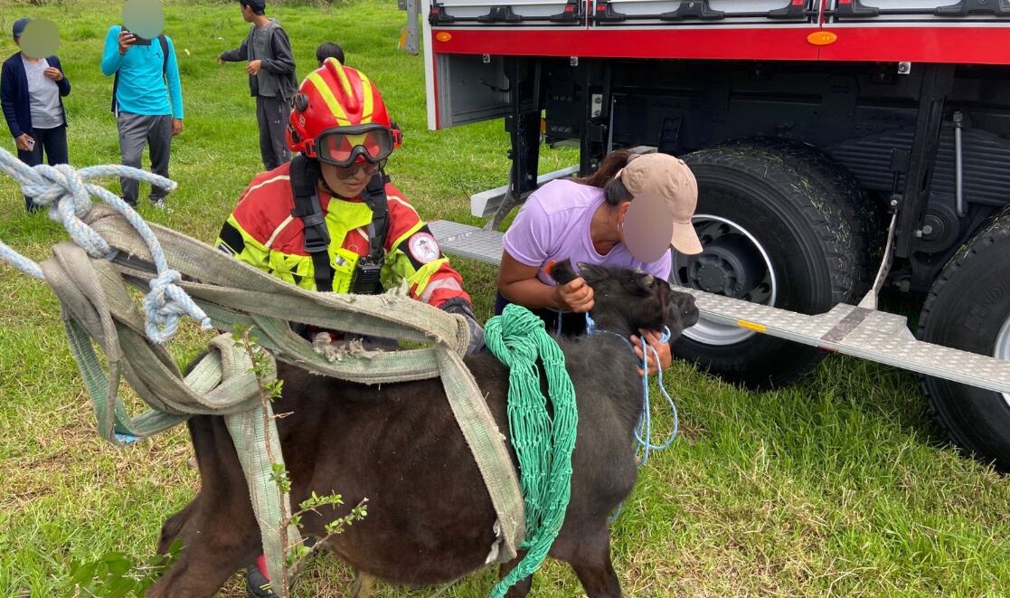 Rescatan a una ternera que cayó 120 metros en una quebrada de Palugo ...