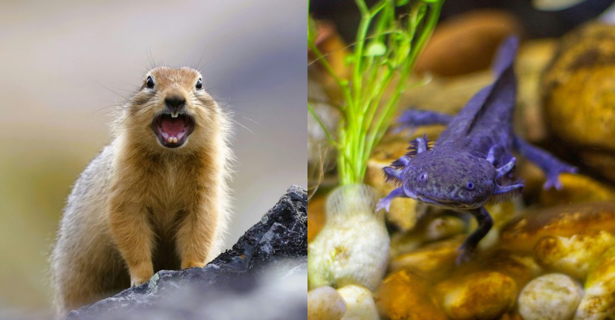 Animals That Can Stop Their Hearts And Still Survive