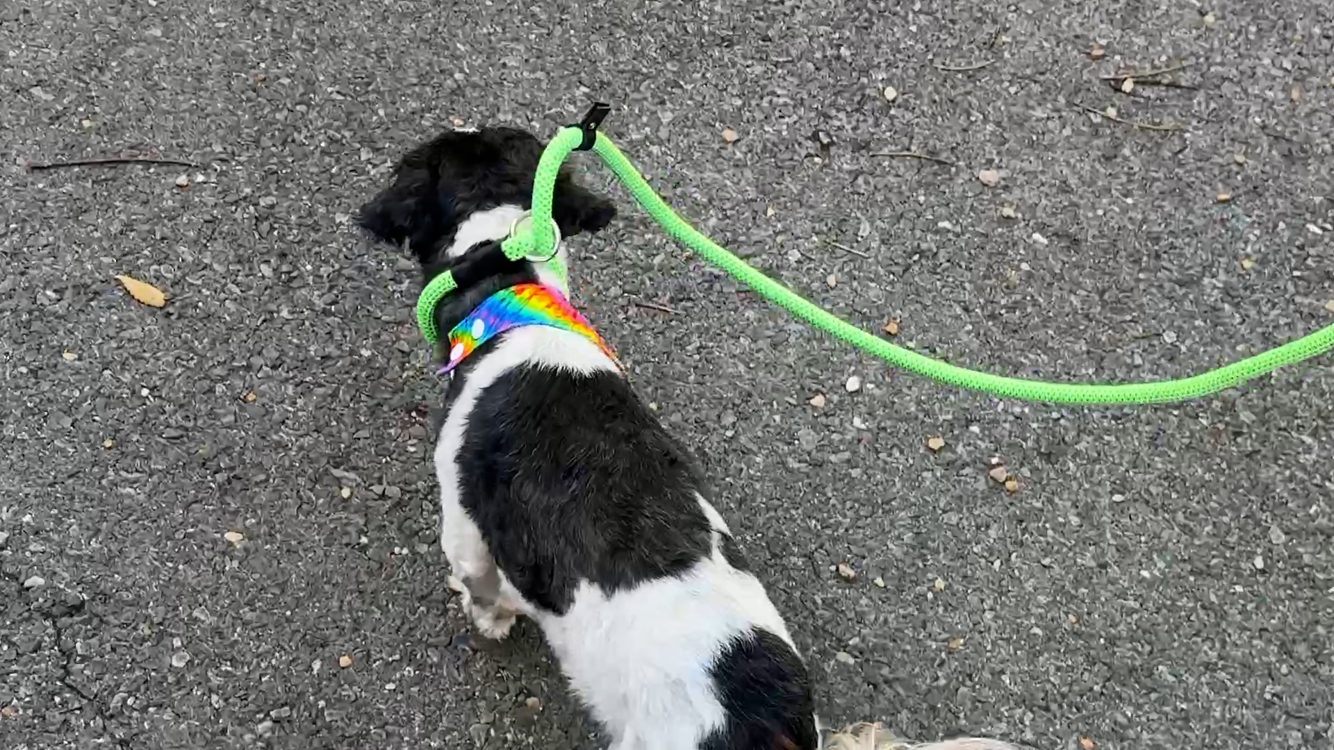 Benji, A 7-Year-Old Shih-Tzu, Surrendered Because Owner Couldn’t Afford Him