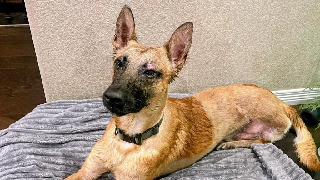 Colorado Springs police K-9 Roam recovering after stabbing: "No more cone!"