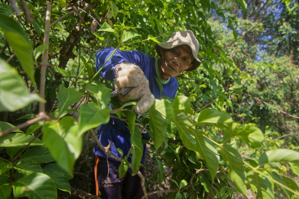Ekspor Gambir Sumbar, Peluang Bisnis Hilirasi, dan Cerita Menteri Budi