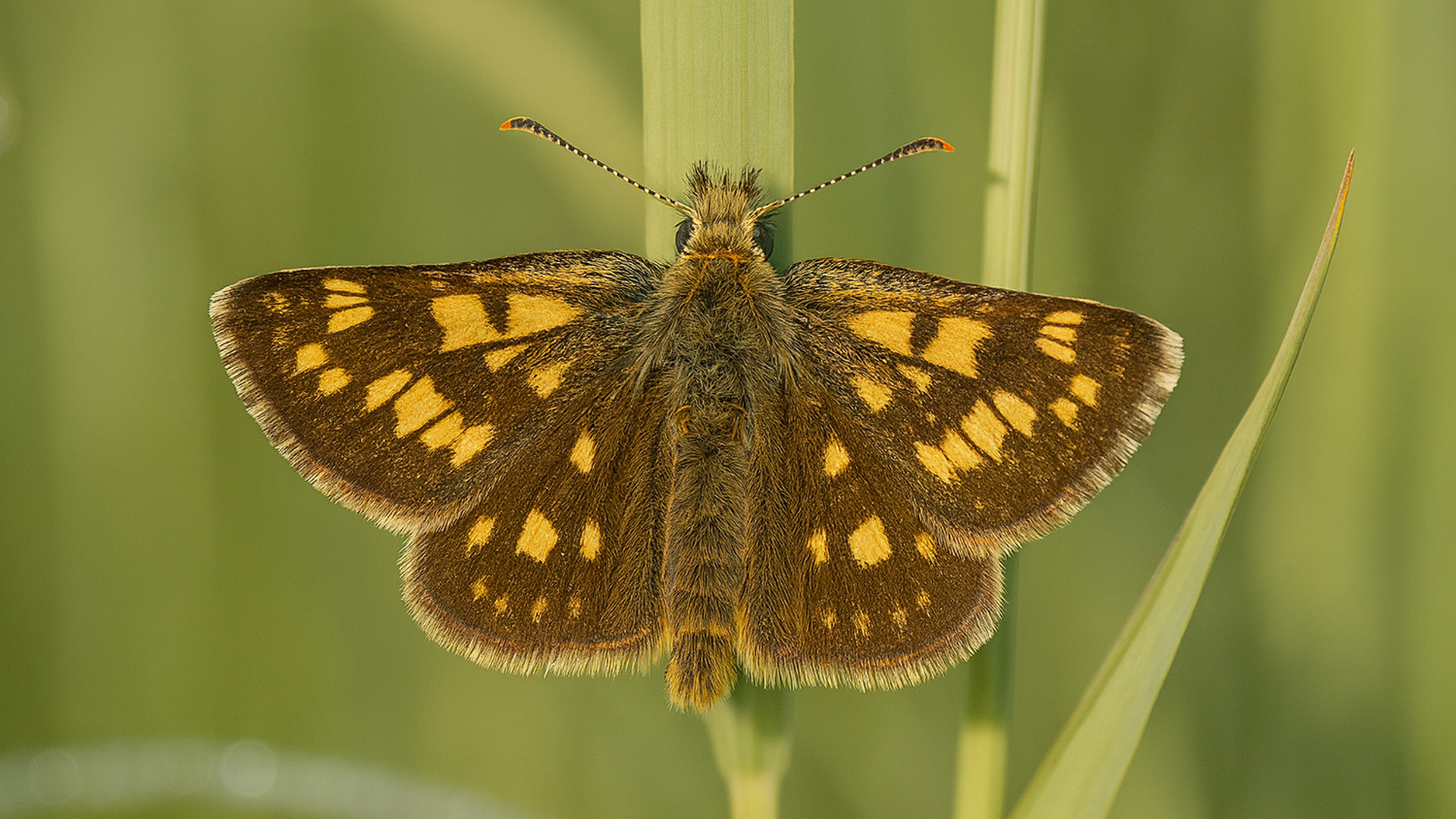 Moment with the Chequered Skipper Butterfly