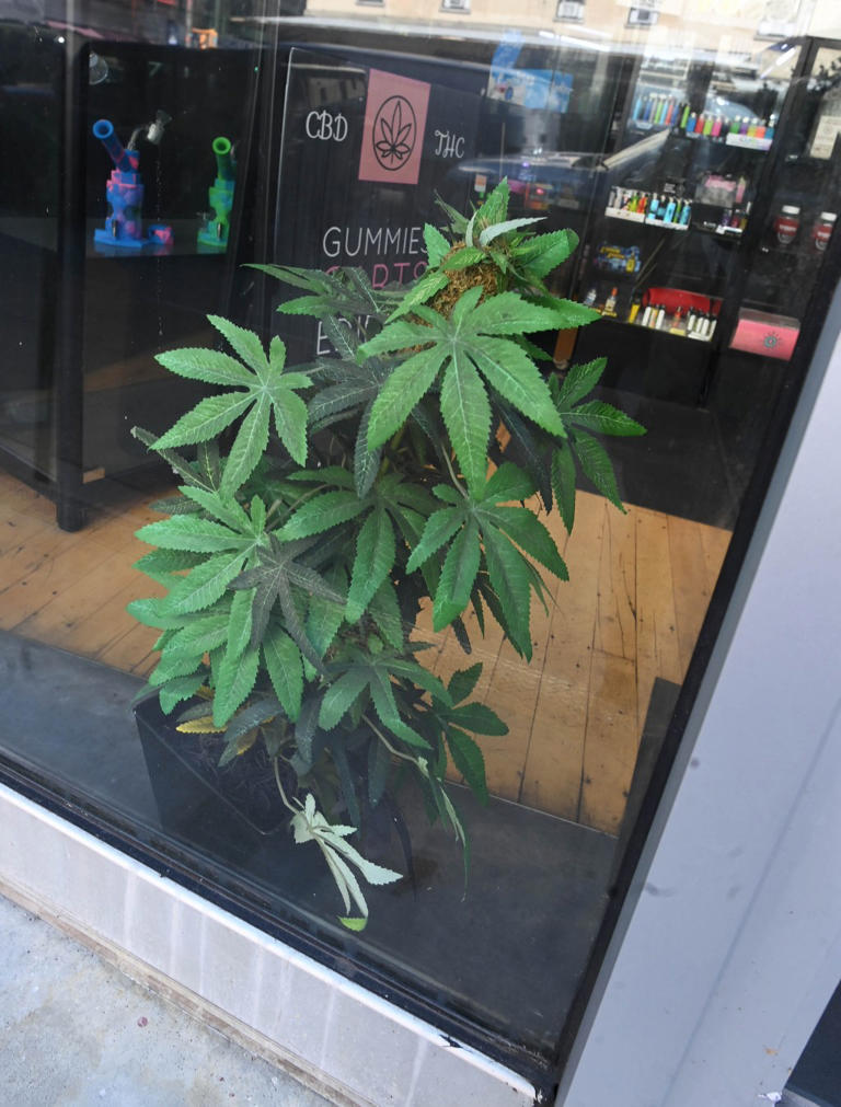Marijuana prices plummet 17% in New York as legal market ramps up ...