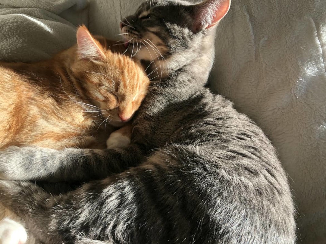 Male Cat's Habit of 'Rearranging' Foster Kittens Makes Him a True Super ...