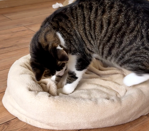 Creative Cat Crafts: Fun DIY Projects for Your Feline Friend