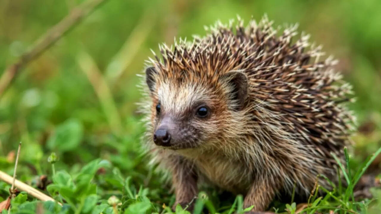 5 animals that are immune to toxins and poisons