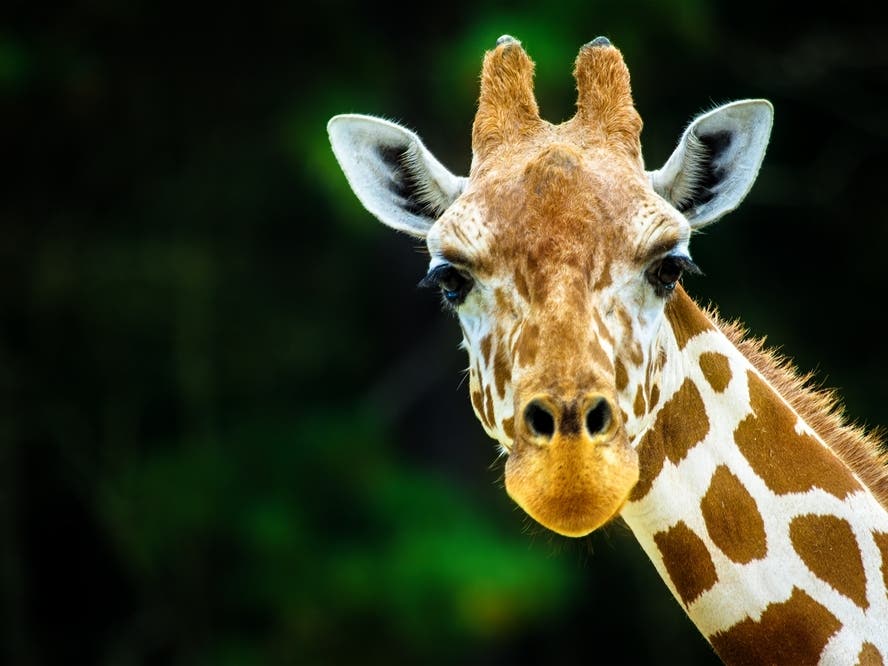 Meet A Giraffe For Free At Orfila Vineyards And Winery