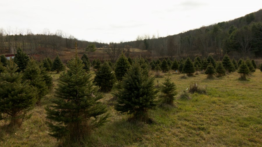 Maintaining a healthy Christmas tree post-drought