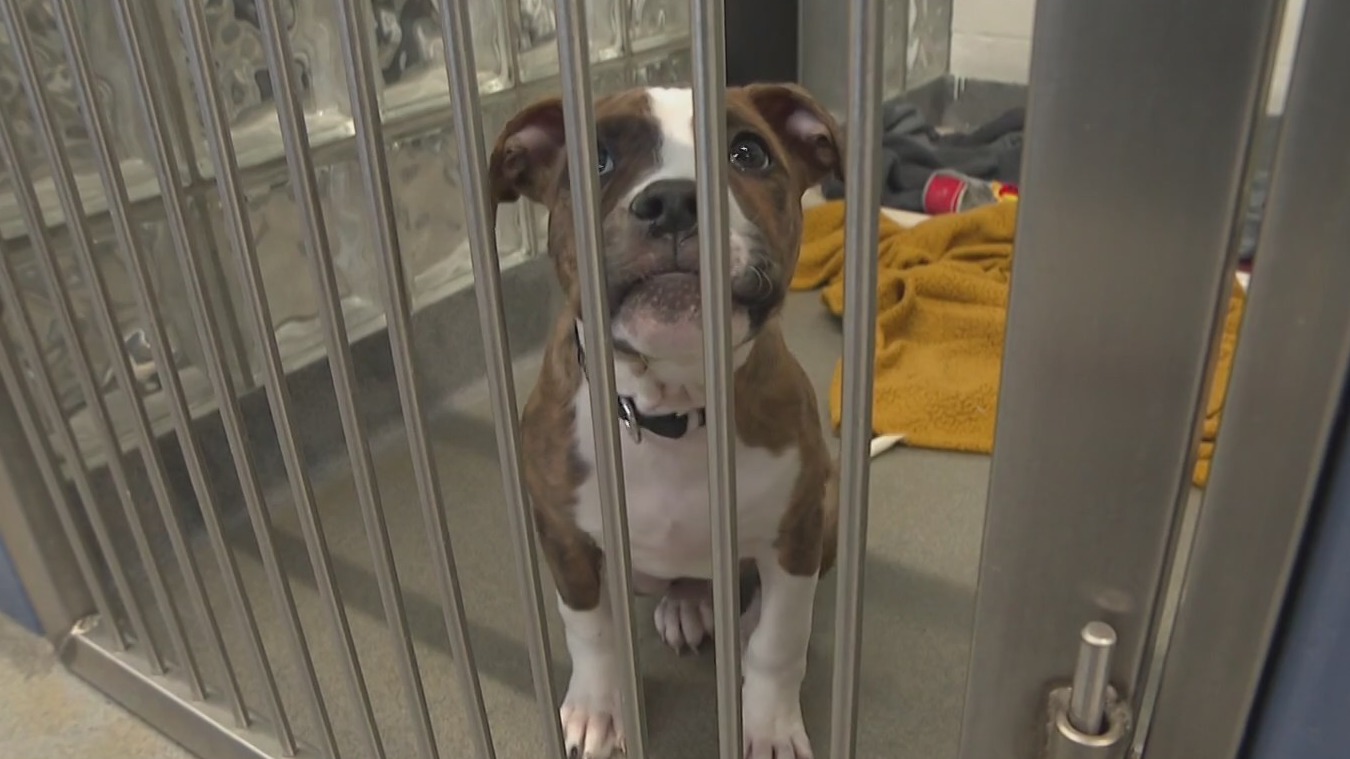 Humane Animal Rescue's "Barks and Rec" program lets people take ...
