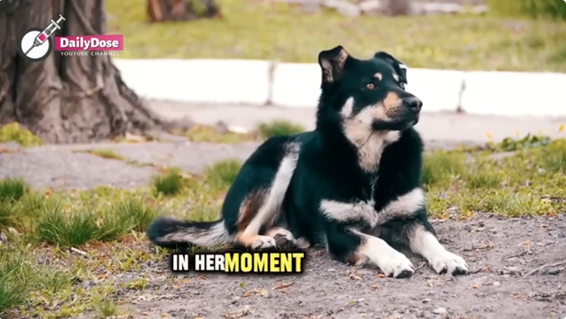 He Saw a Dog Dragging a Bleeding Woman — Her Explanation Changed Everything