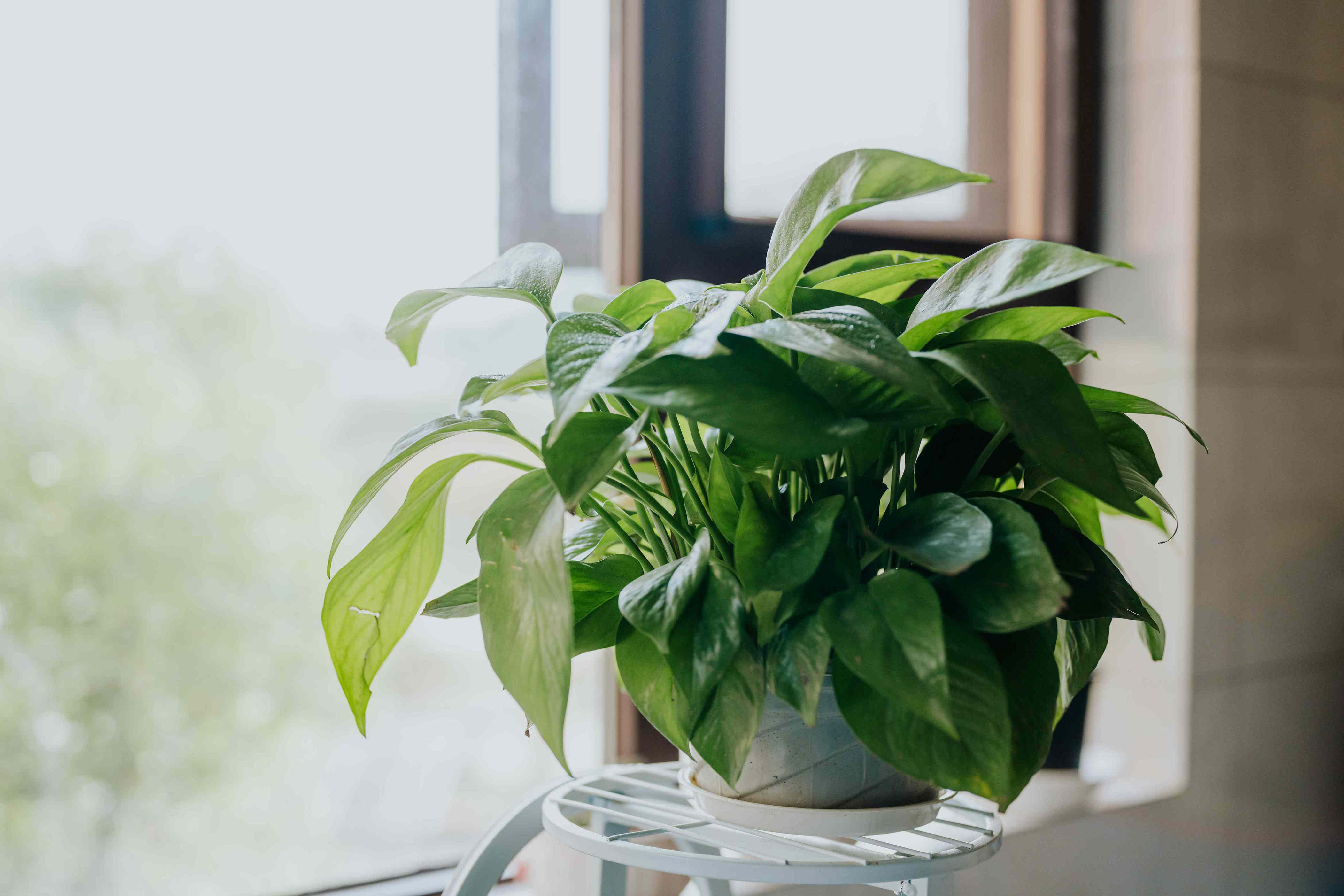 How Often to Water Your Pothos Plant for Lush, Healthy Growth