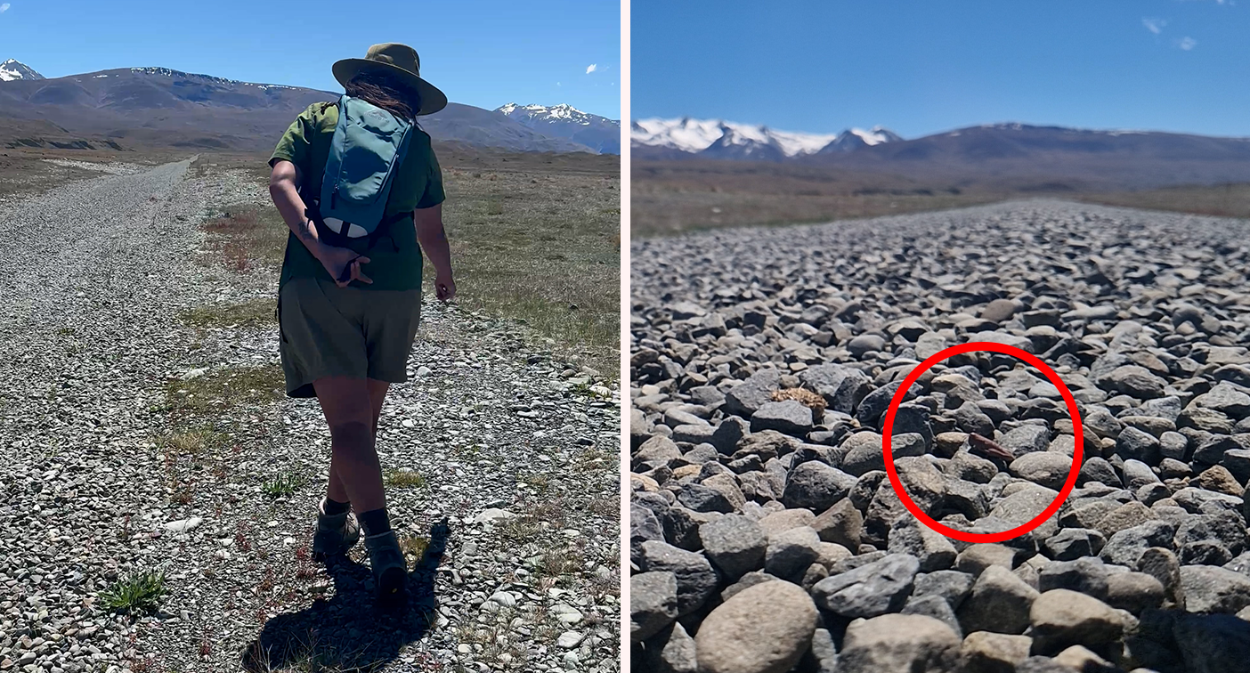 Rumours of 'mutant' animal proven real by release of incredible new ...