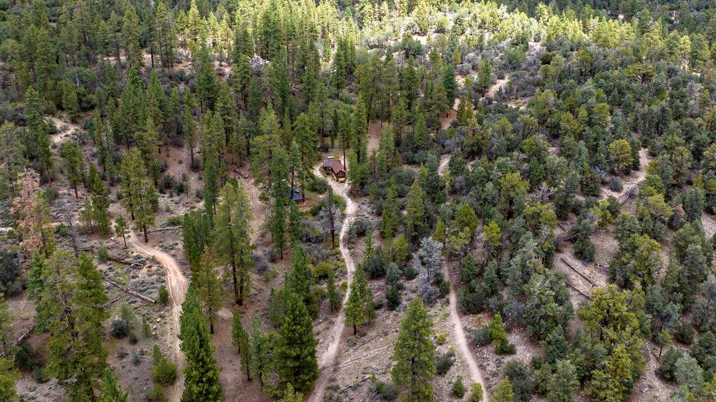 Prescribed fires scheduled for San Bernardino National Forest to reduce ...