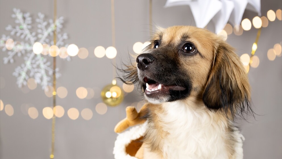 Advent Calendars for Dogs Compared–These Are Truly Worth It