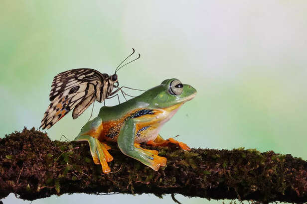 Meet the Real Animal Einsteins!