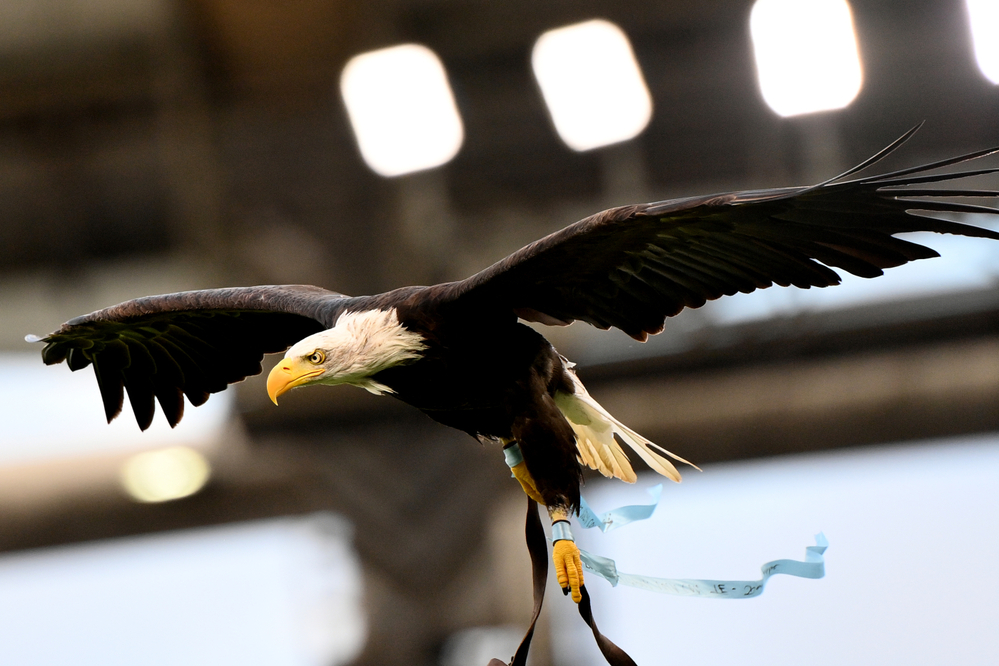 Lazio, svelato il nuovo falconiere: sarà Giacomo Garruto