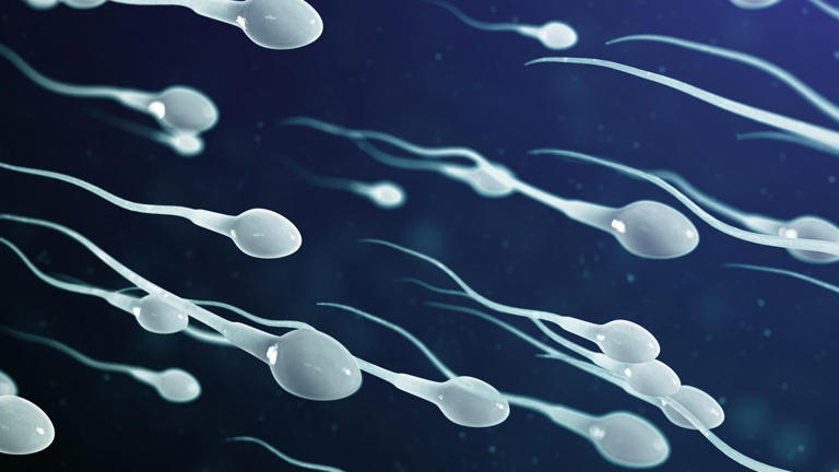 Quality vs quantity: Is abstaining for a few days better for sperm ...