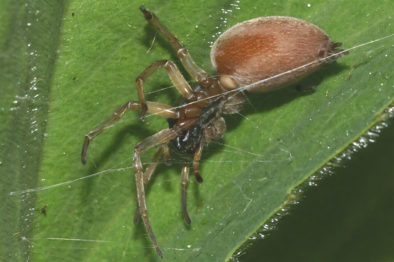 Winter-active spiders use unique antifreeze proteins to survive the cold