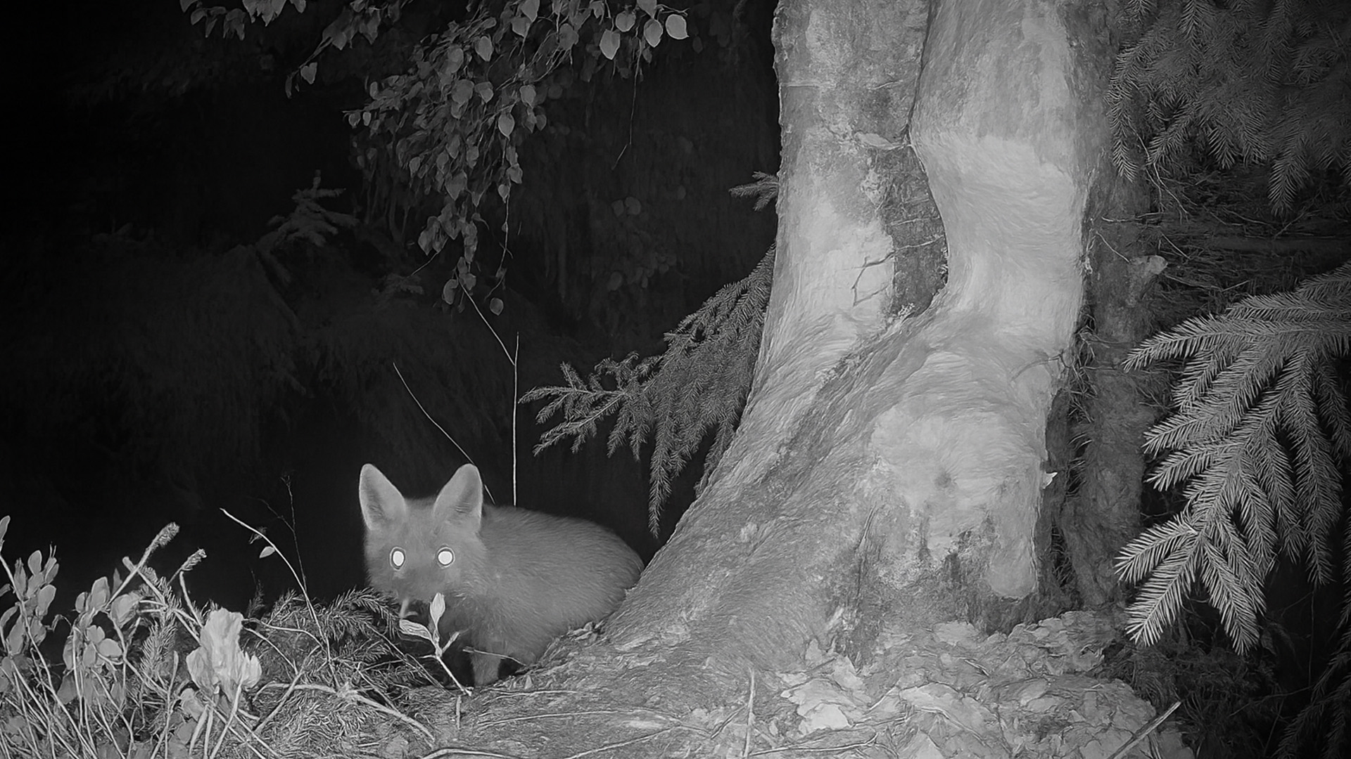 Als het bos tot leven komt, waakt de wildcamera