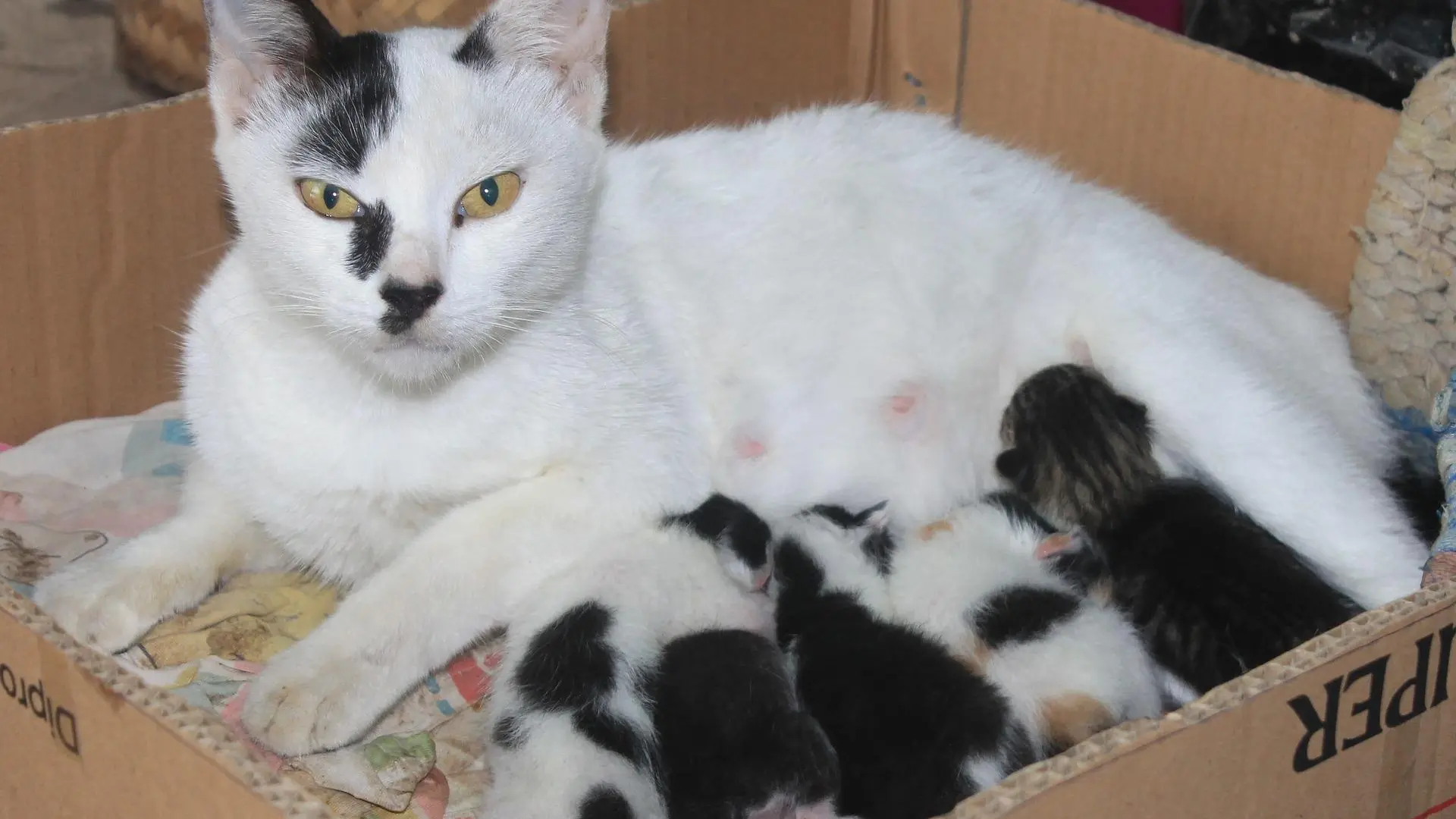 El parto de una gata: cómo acompañarla con calma y responsabilidad en casa