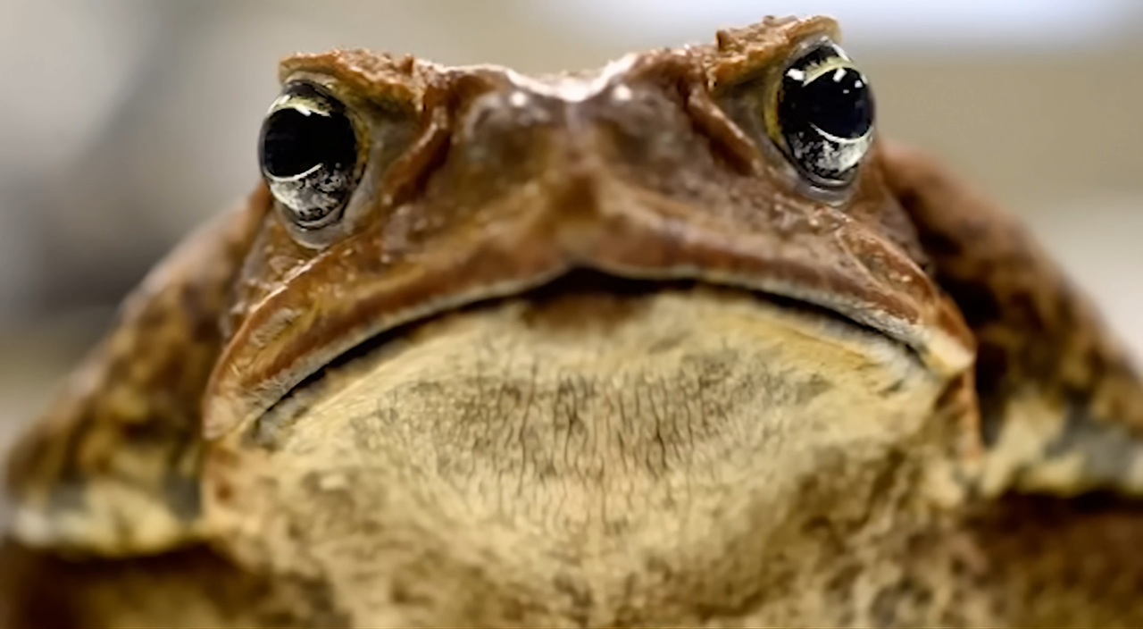 The Snake Build Explained Why This Design Wins in Almost Every Habitat