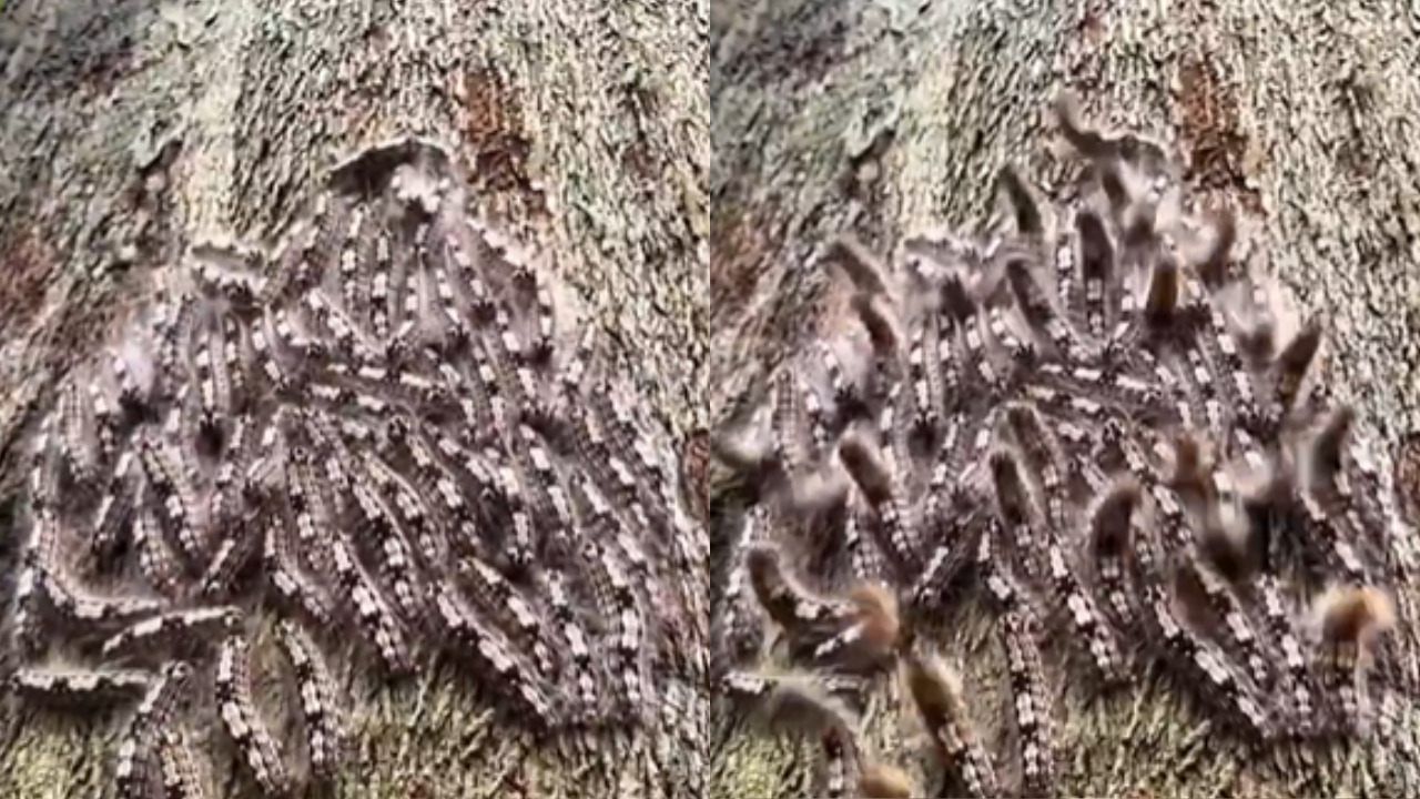 Lonomia Obliqua– A Caterpillar So Venomous That It Even Holds Guinness ...