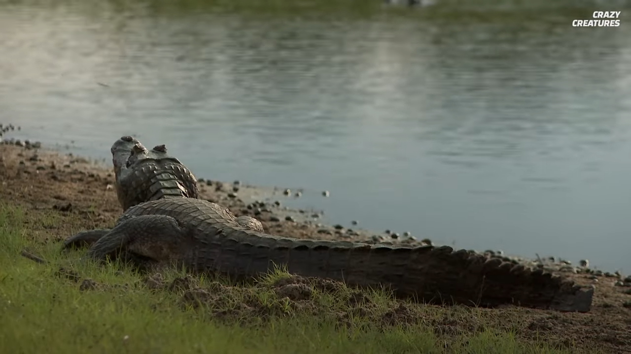 How Earth’s Toughest Creatures Outsmart Heat Cold and Predators