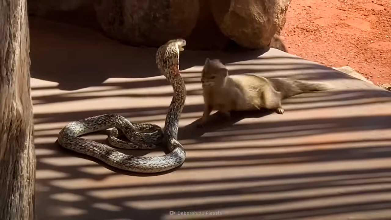 Why This Tiny Animal Can Survive a Snake That Kills Elephants