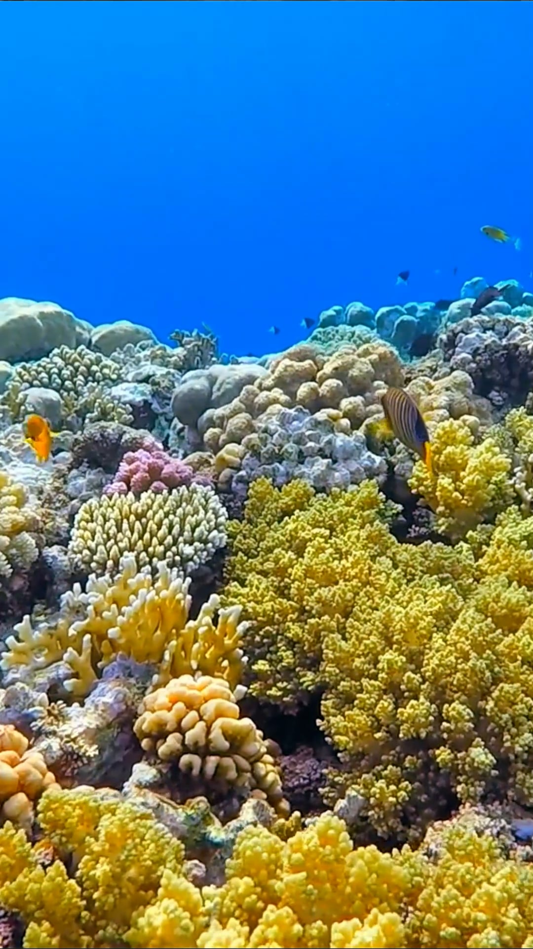 Coral Reefs: Stunning Footage of Ocean Ecosystems.