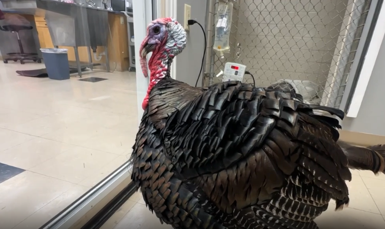 Viral turkey recovering after trying to protect 'fowl friends' from dog ...