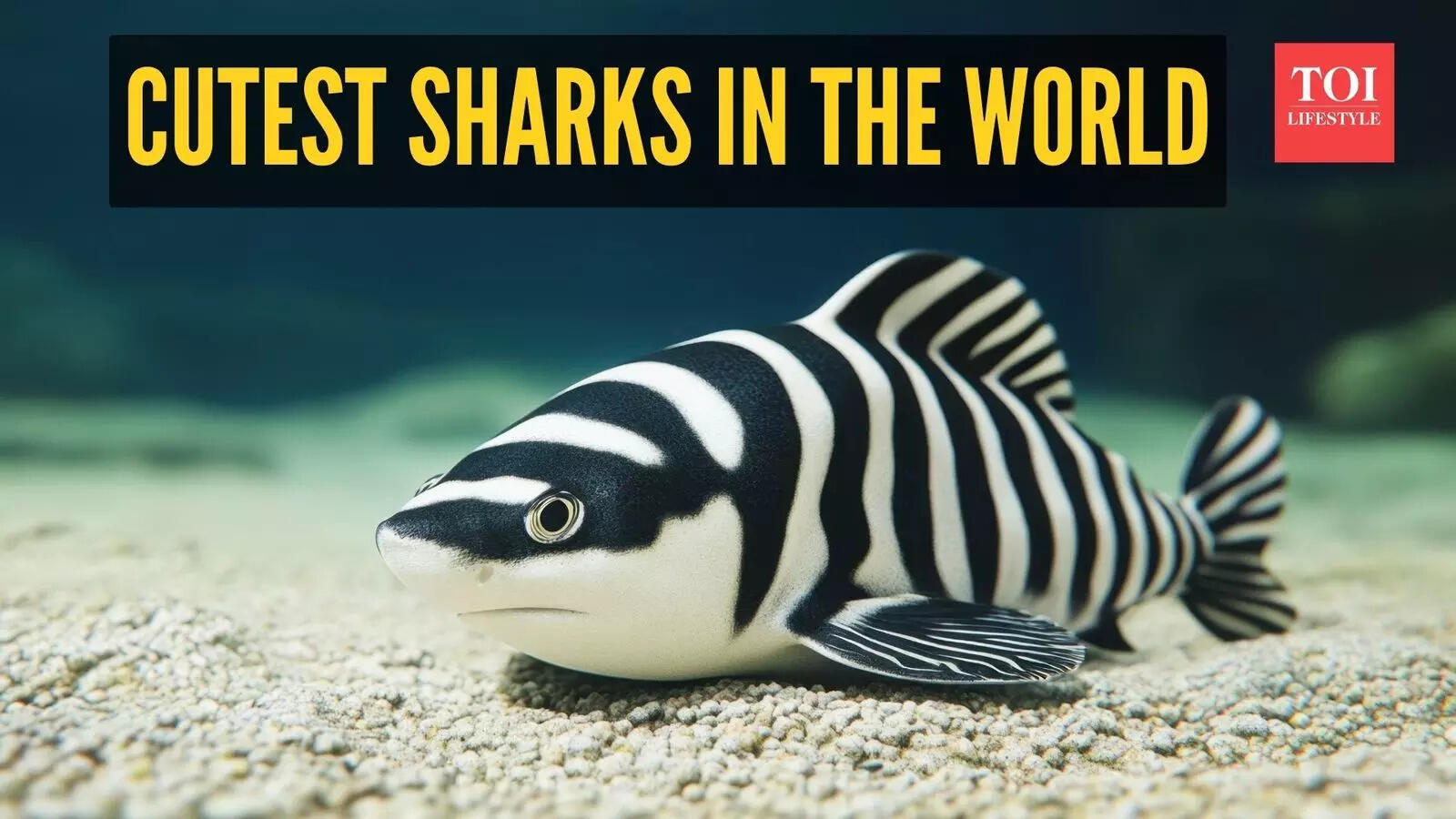10 sharks that are so cute you’d actually want to meet