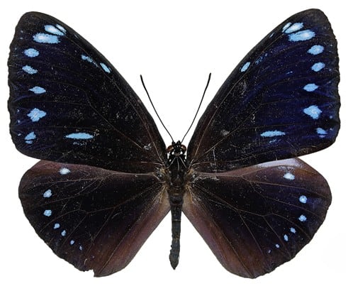 Tropical Insects on Korean Islands Signal Climate Shift