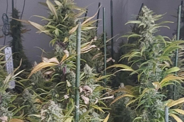 Cannabis found growing in bedrooms of a house