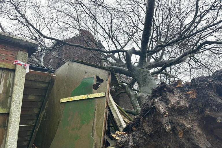 Tree crashes down on homes in Greater Manchester street as residents ...