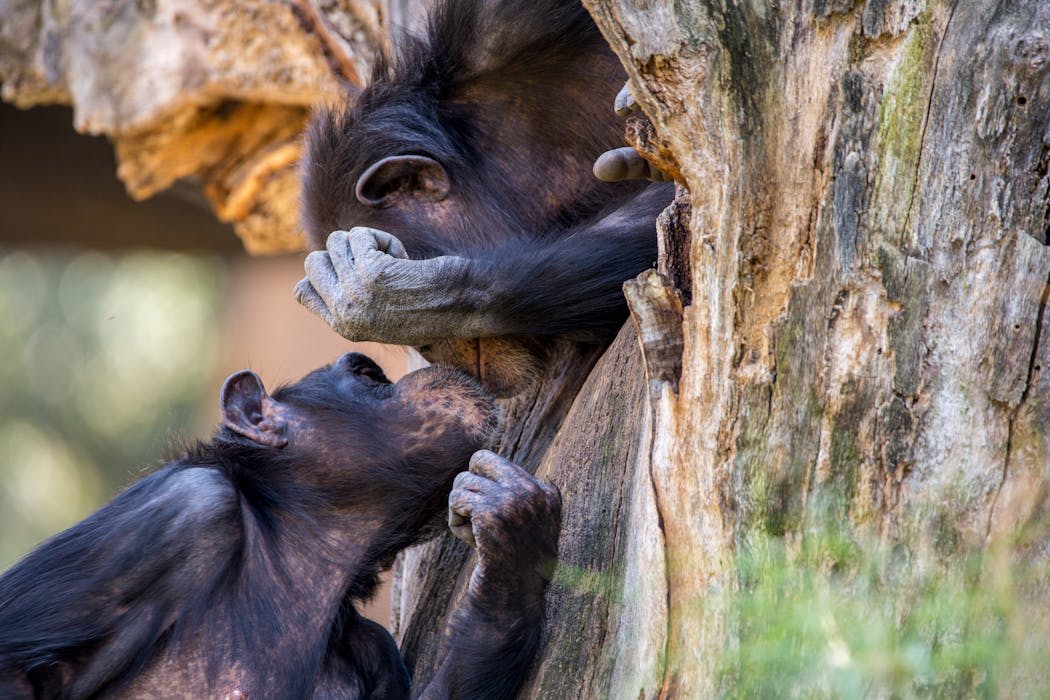 When did kissing evolve and did humans and Neanderthals get off with ...