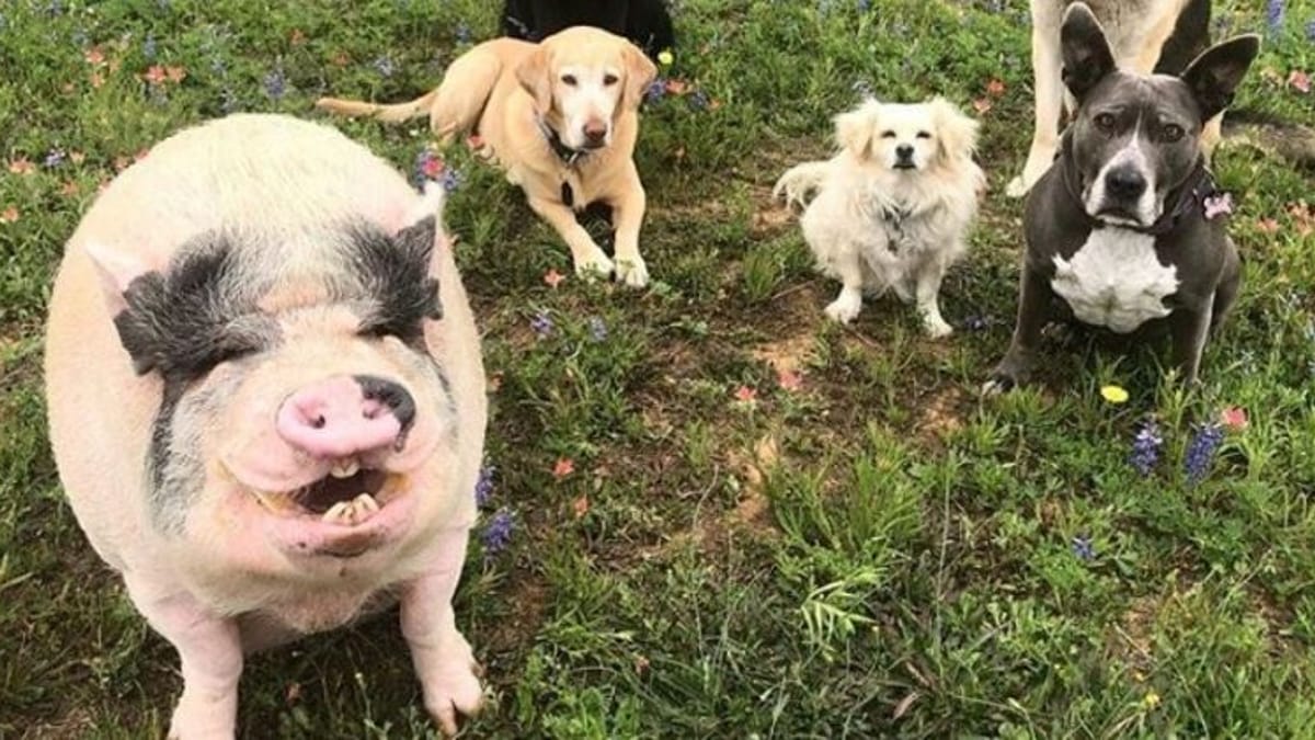 Eine Frau adoptiert ein Schwein: Am nächsten Morgen kommt es wie es ...