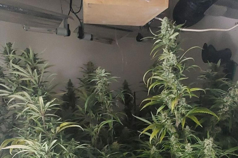 Cannabis found growing in bedrooms of a house